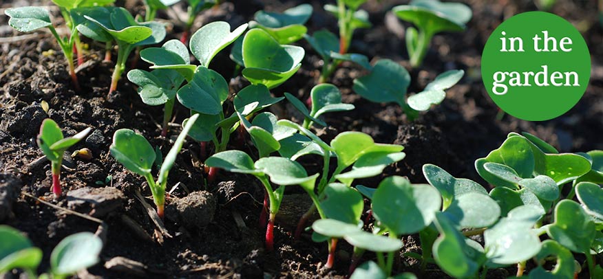 Sow What? – eatdrink Magazine